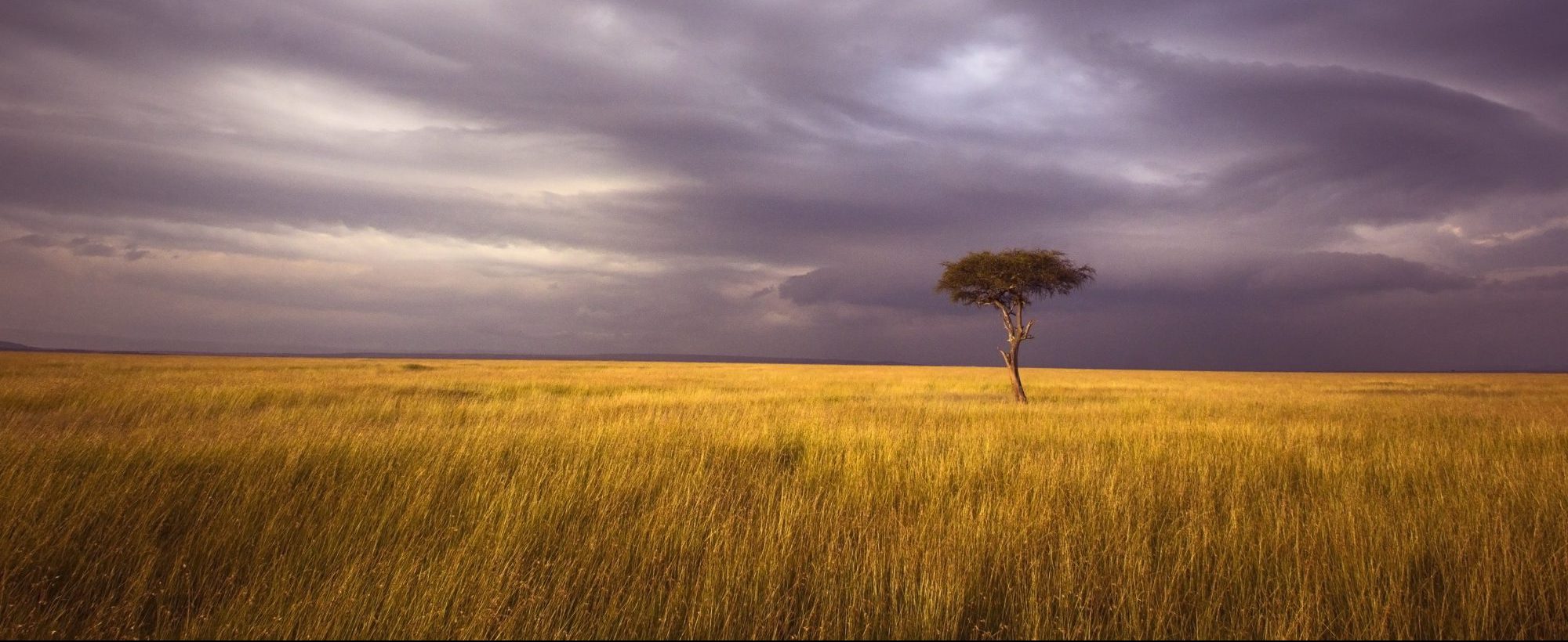 Stand Out with Tofino | Inventory Management Software for Distributors